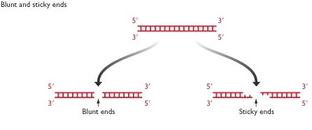 Bioscience Den: Ligation methods in rDNA technology–Part 1